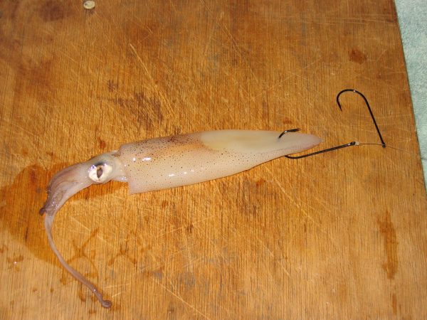 Squid & How To Use Them – Bass Anglers’ Sportfishing Society