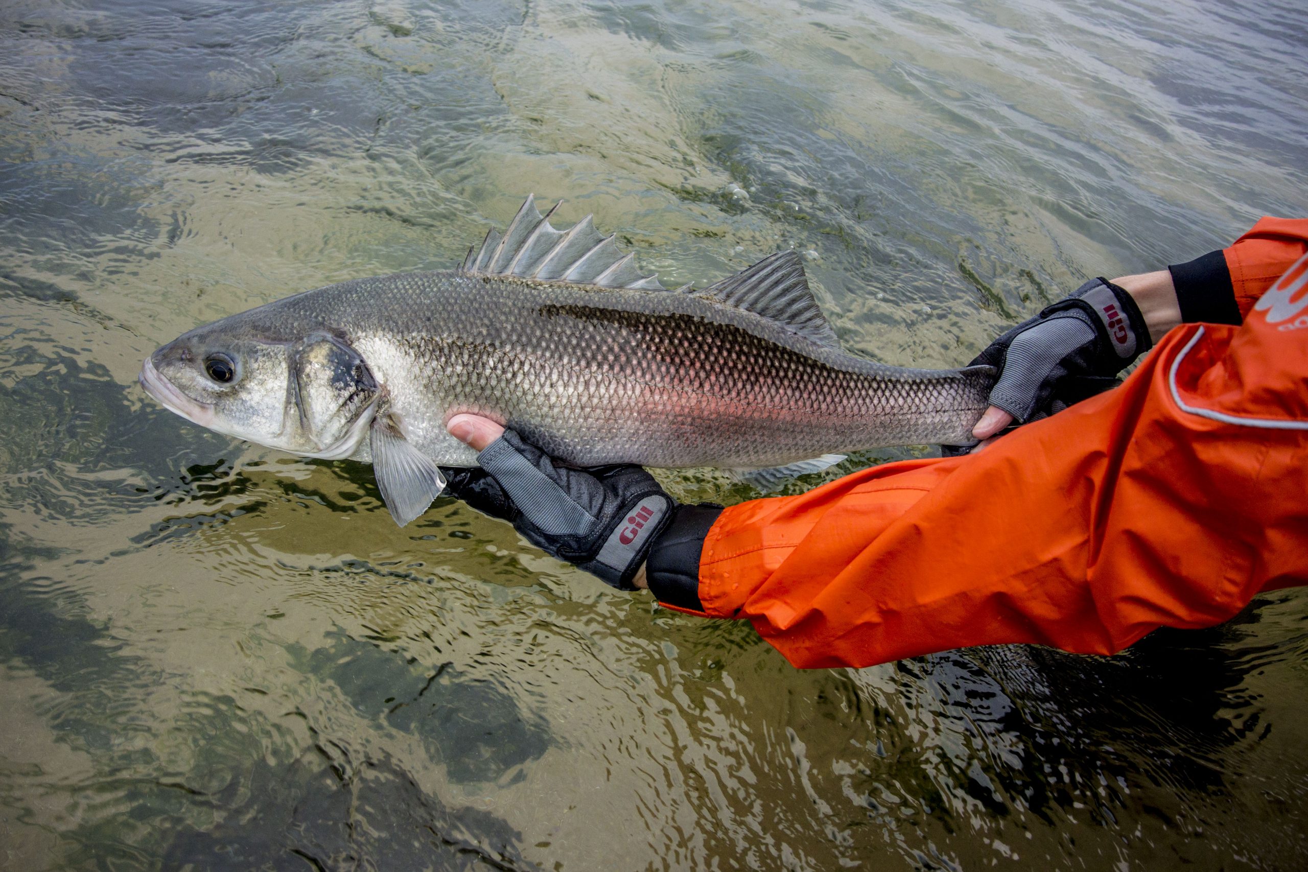 Tales from our American cousin’s rings true … – Bass Anglers ...