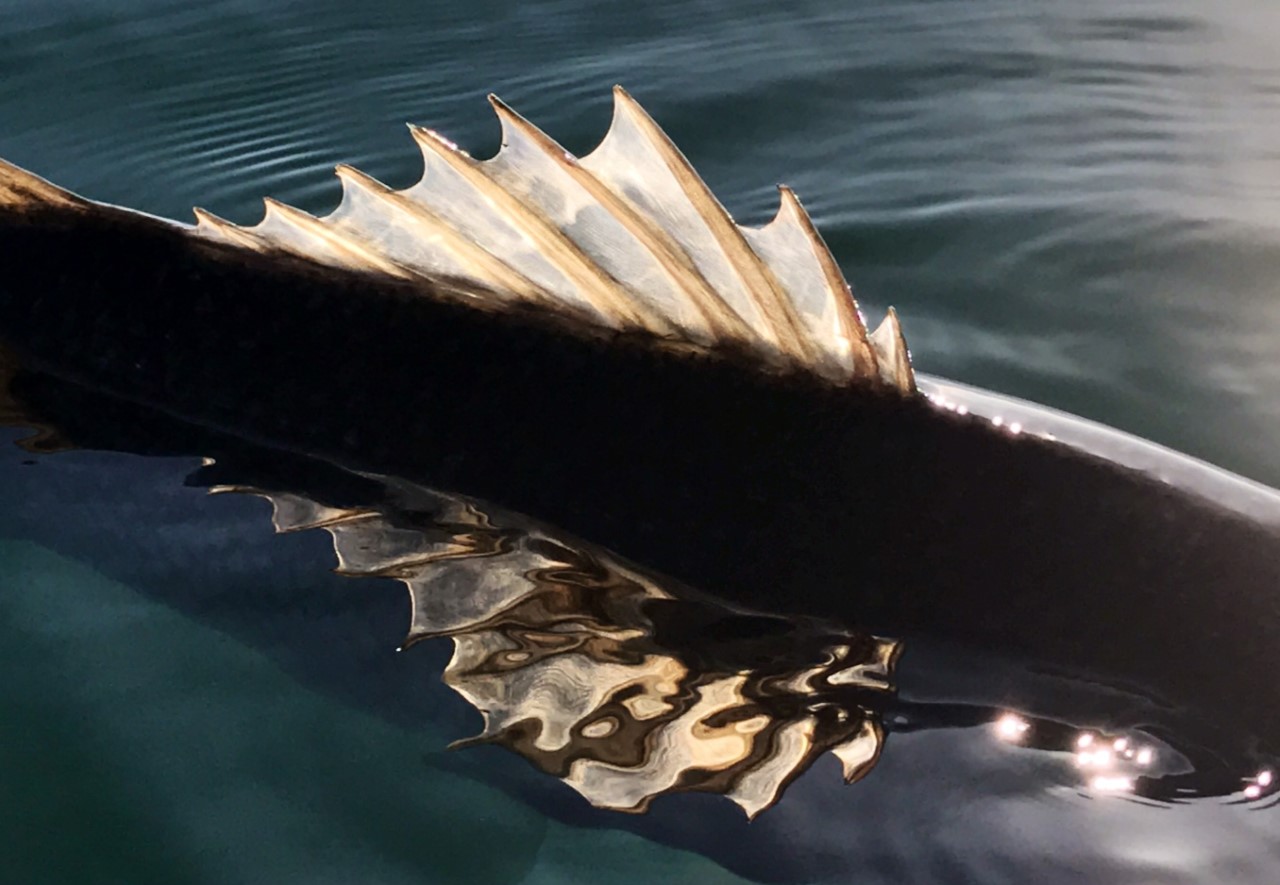 A New Dawn for the Bass Fishery? – Bass Anglers’ Sportfishing Society