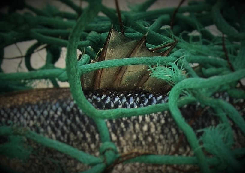 Discards – Bass Anglers’ Sportfishing Society