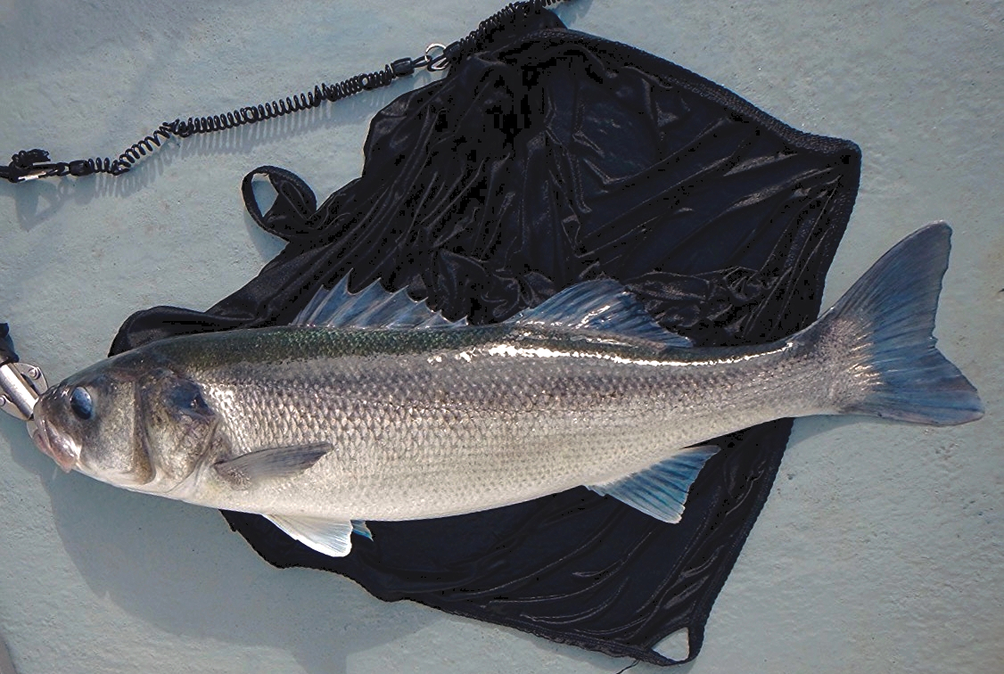 Maximising The Chances Of Survival Of A Returned Bass – Bass Anglers ...