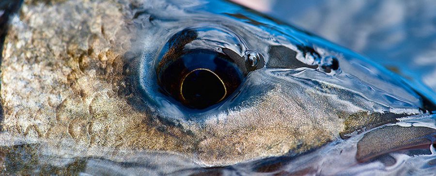 Chapter 1 – Know Your Quarry – Bass Anglers’ Sportfishing Society