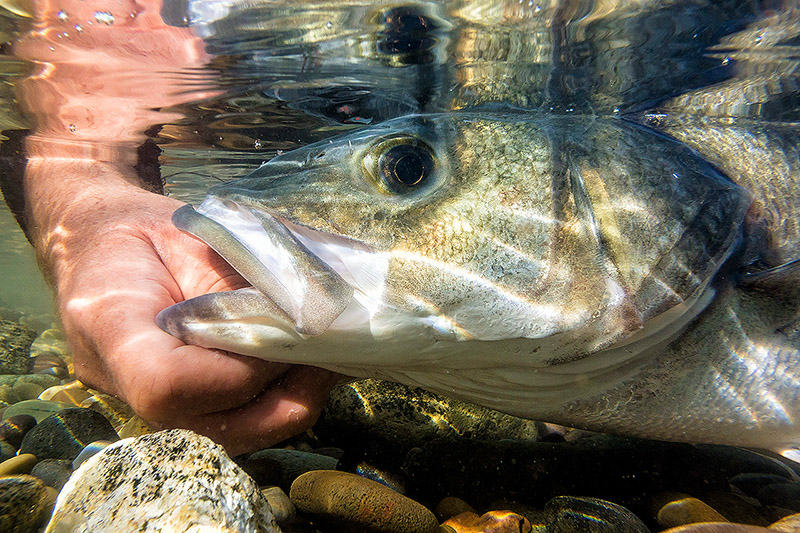 Suffolk Bassing – Ambition Achieved – Bass Anglers’ Sportfishing Society
