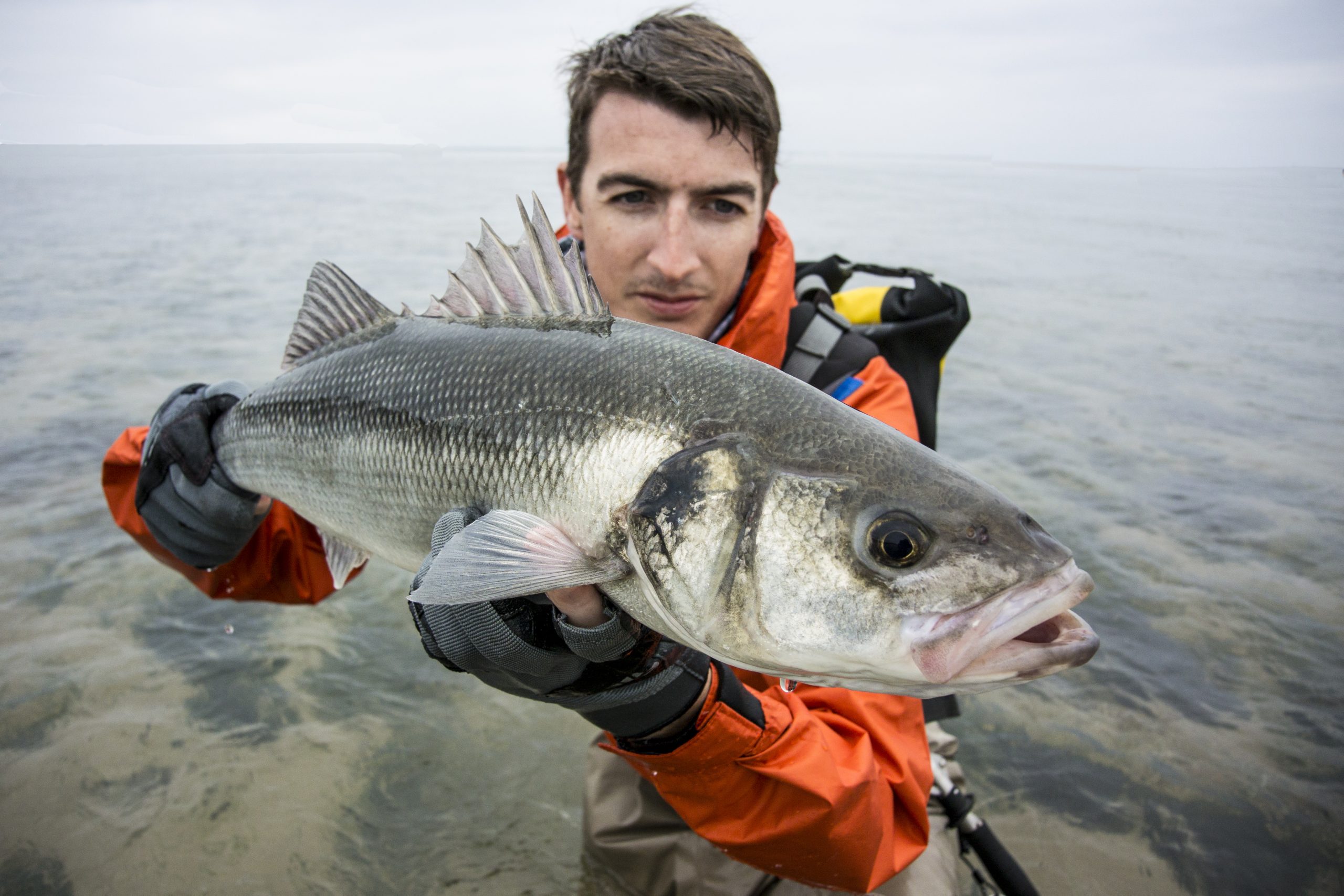 The Effects Of Stress On Bass And How To Reduce It – Bass Anglers ...
