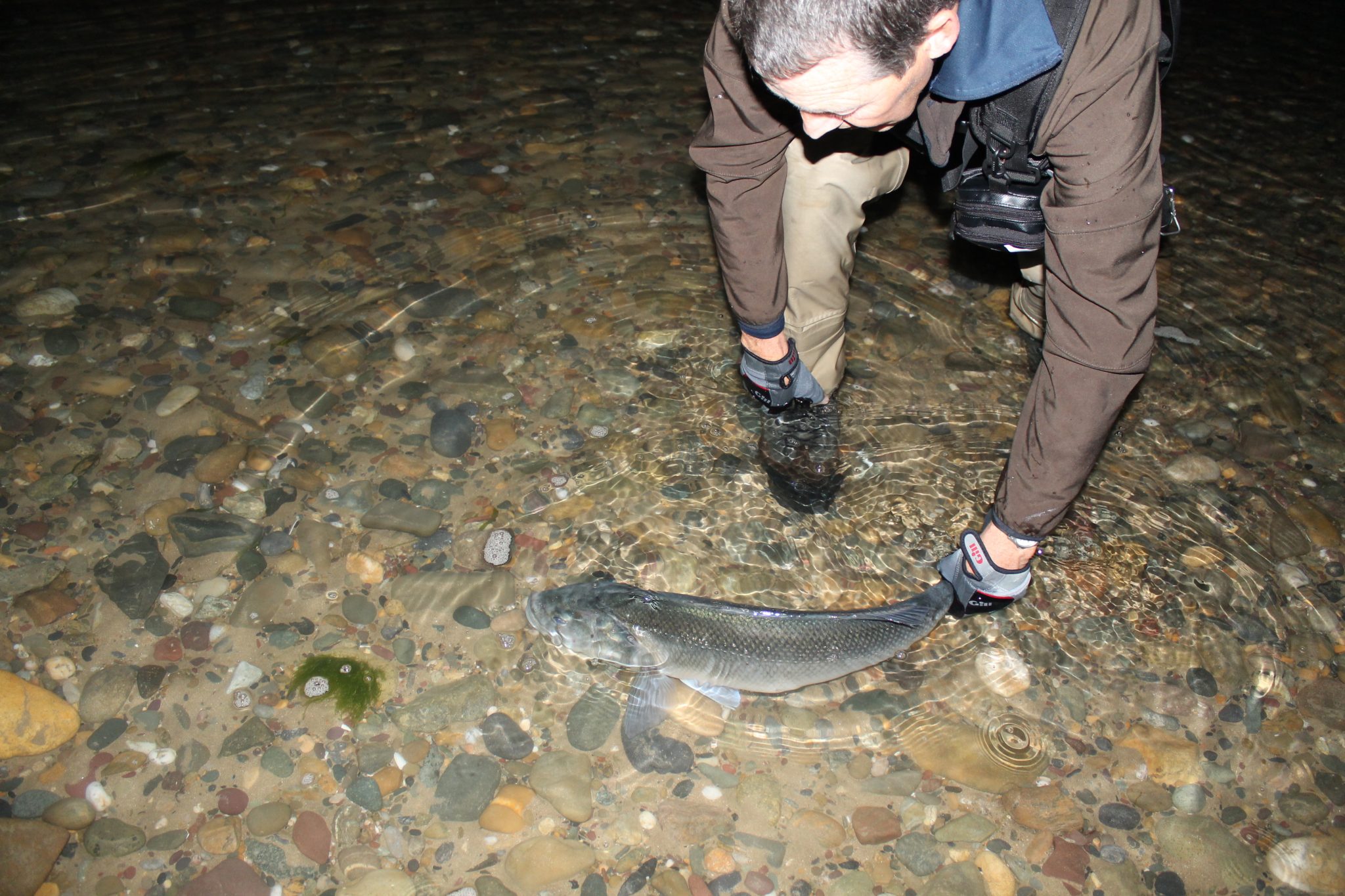 The Effects Of Stress On Bass And How To Reduce It – Bass Anglers ...