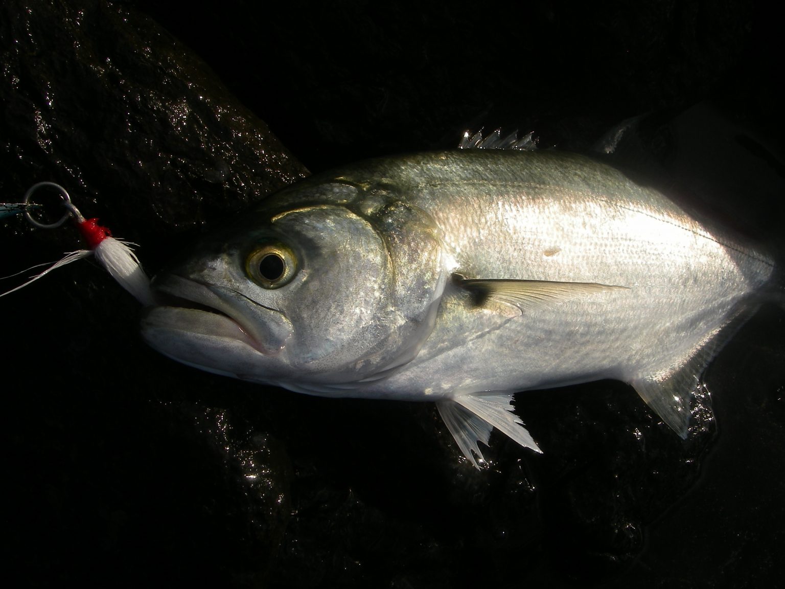 Compact Angling Photography – Part 2 – Bass Anglers’ Sportfishing Society