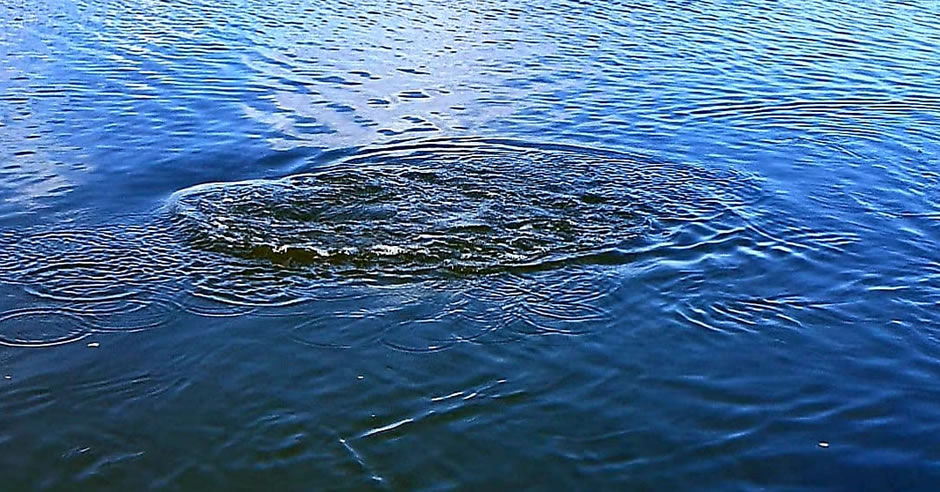 Bassing Via The Three ‘R’s – Bass Anglers’ Sportfishing Society