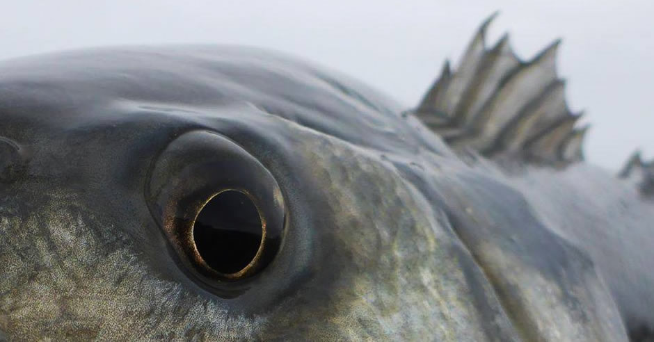 Summer (Part 1) – Bass Anglers’ Sportfishing Society