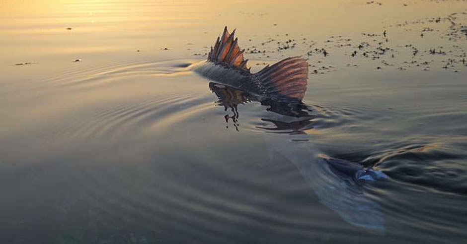 Summer (Part 2) – Bass Anglers’ Sportfishing Society