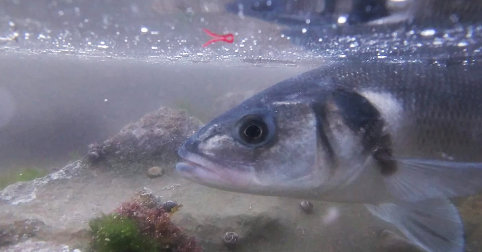 Autumn (Part 1) – Bass Anglers’ Sportfishing Society