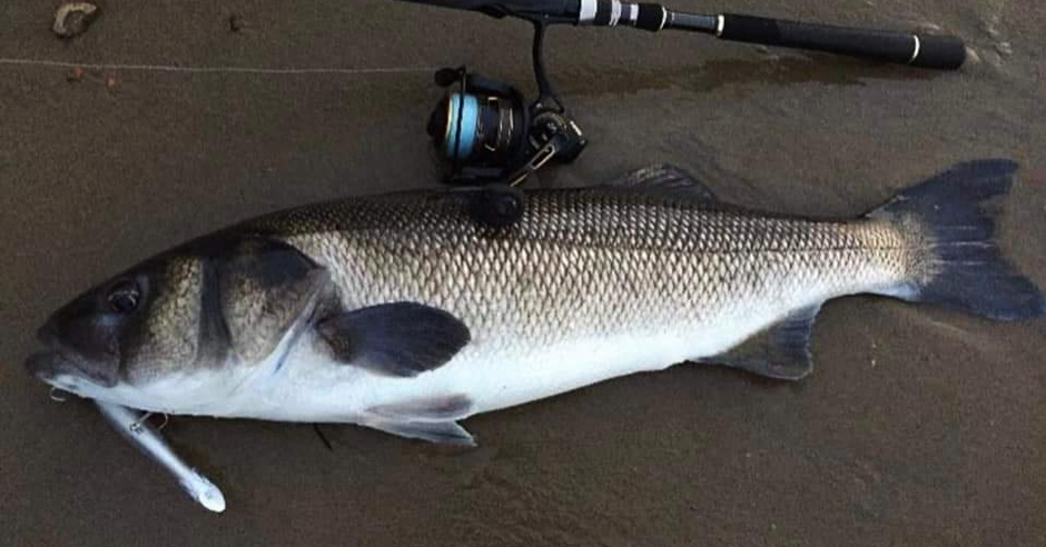 Back To School – Bass Anglers’ Sportfishing Society