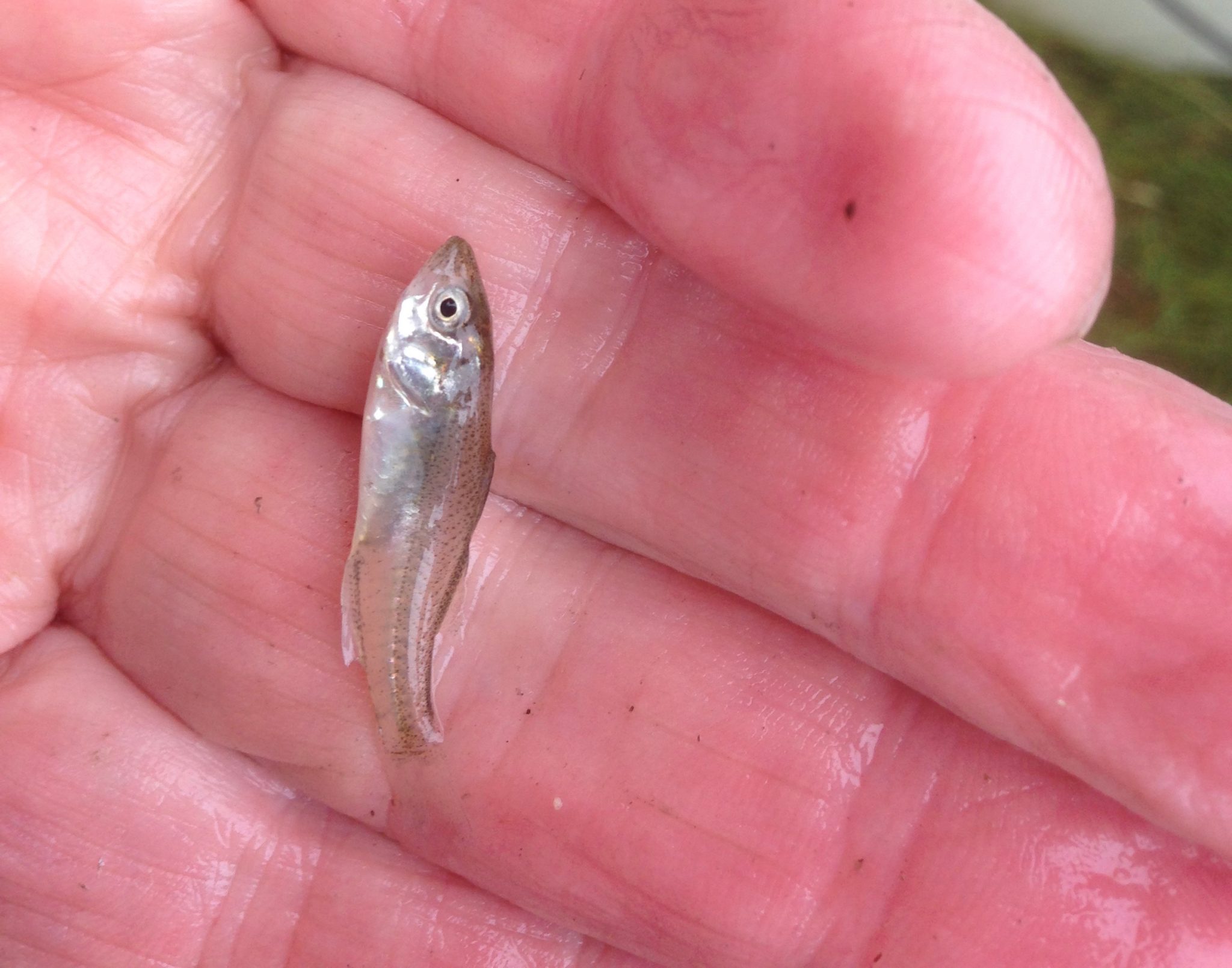 The Life Cycle Of Bass – Bass Anglers’ Sportfishing Society