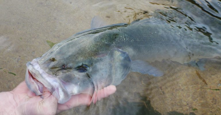 The Life Cycle Of Bass – Bass Anglers’ Sportfishing Society