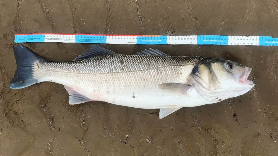 Bass Growth Rates – Bass Anglers’ Sportfishing Society